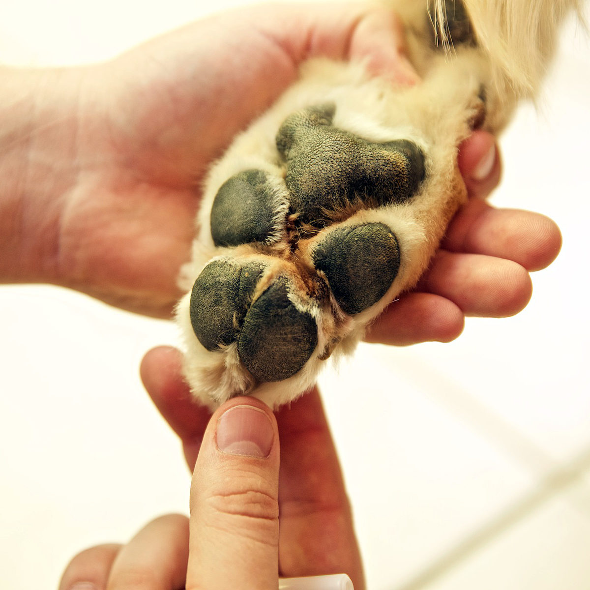 PAW001 Paw Friction – SilverGlide™