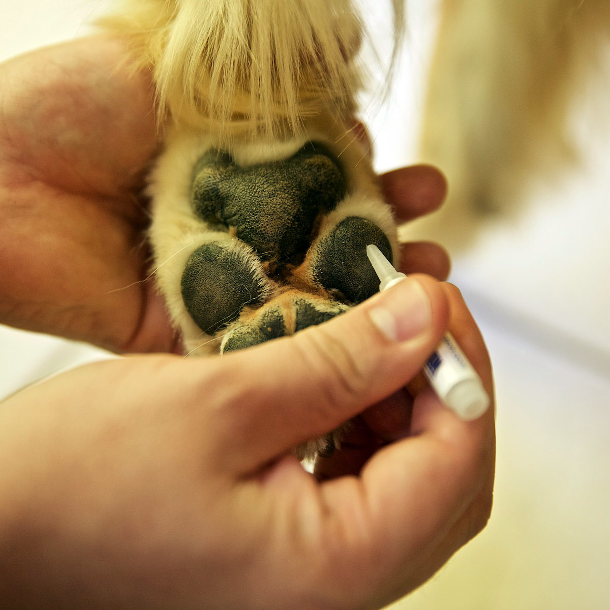 PAW001 Paw Friction – SilverGlide™