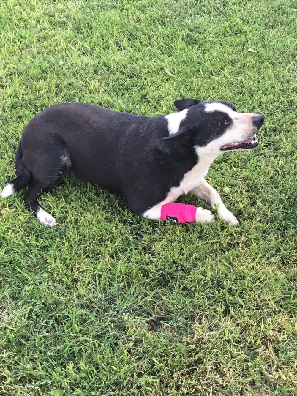 BGWRAP16 – SilverGlide™