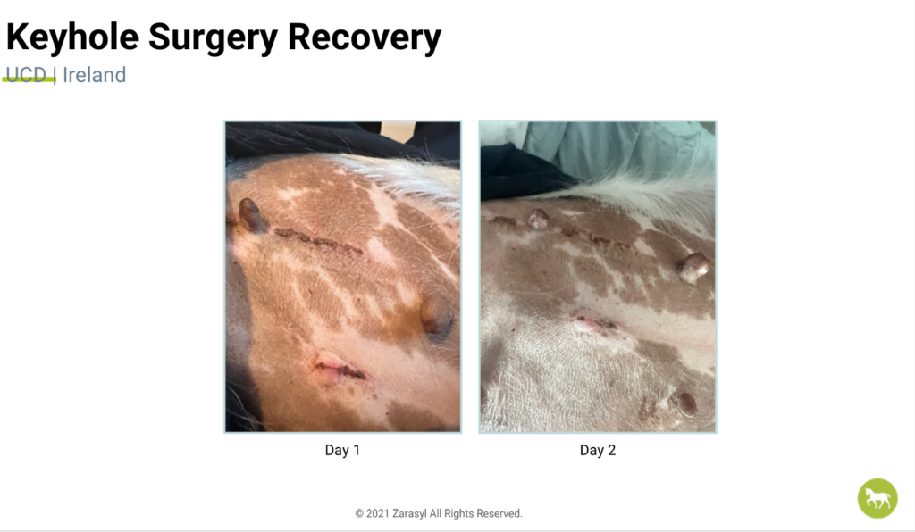 Zarasyl Companion Barrier Cream – SilverGlide™