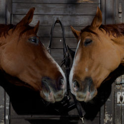 SilverGlide™ – Veterinary Innovations